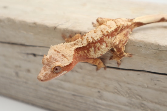 Red Tricolor Extreme Harlequin Crested Gecko by Seta Reptiles