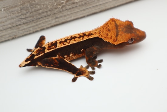 Dark Tangerine Partial Pinstripe Het Empty Back Crested Gecko by Seta ...