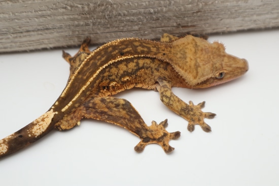 Yellow Phantom Super Empty Back Crested Gecko by Seta Reptiles