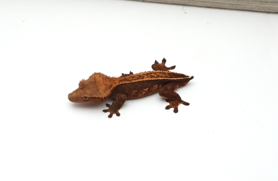 Red Pinstripe Empty Back White Out Soft Scale Crested Gecko by Seta ...