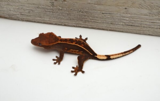 Dark Base Super Empty Back Soft Scale Crested Gecko by Seta Reptiles