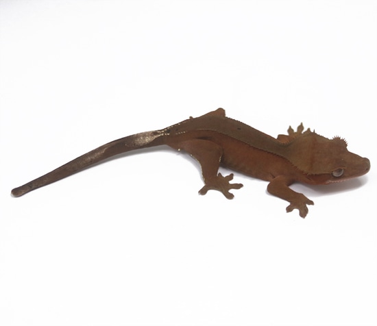 Red Phantom Empty Back Crested Gecko by Seta Reptiles