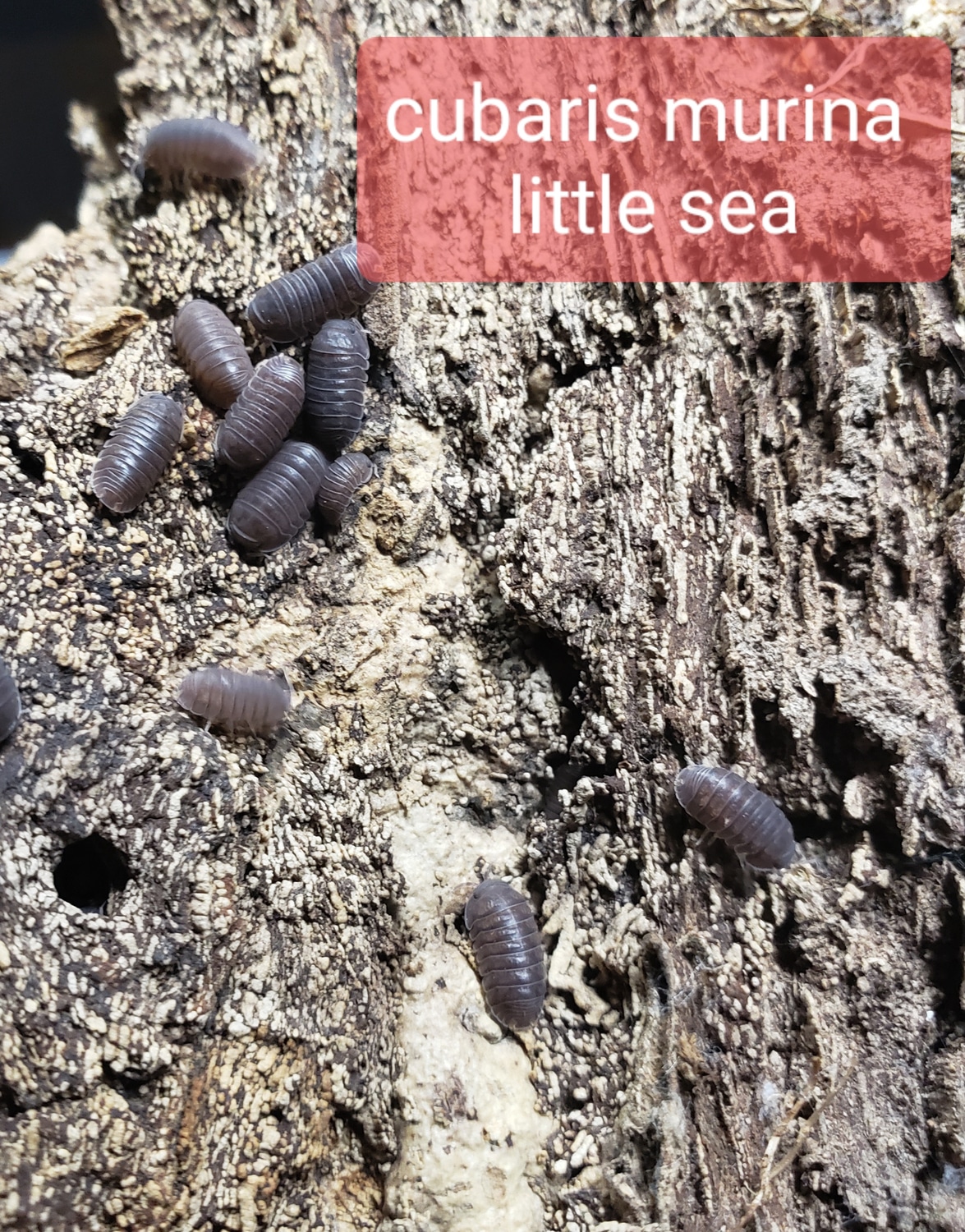 10ct Little Sea (Cubaris Murina) Isopod by Ken's critters - MorphMarket