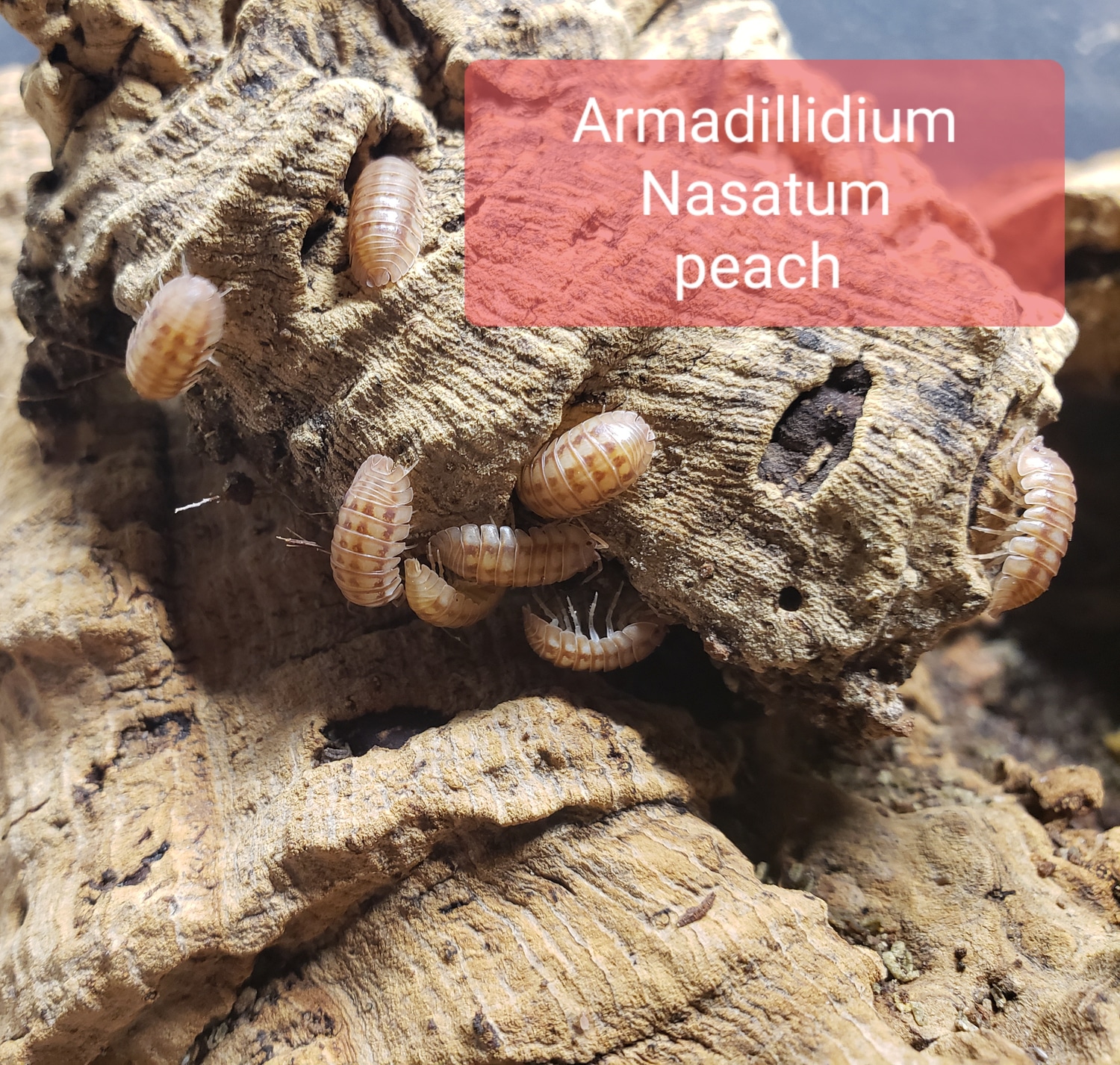 10ct Peach Isopod by Ken's critters - MorphMarket