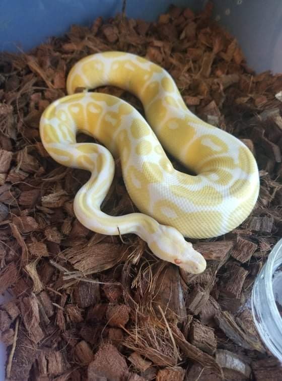 Albino Black Pastel Ball Python by Ken's critters - MorphMarket