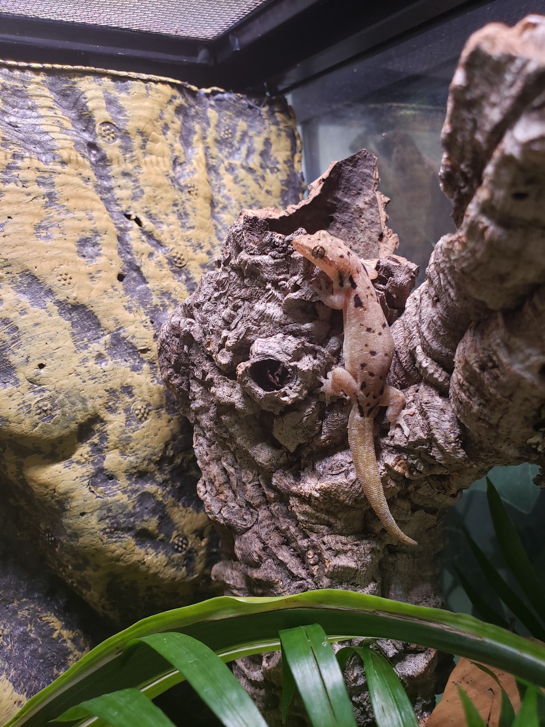 Mourning Gecko More Gecko by Ken's critters - MorphMarket