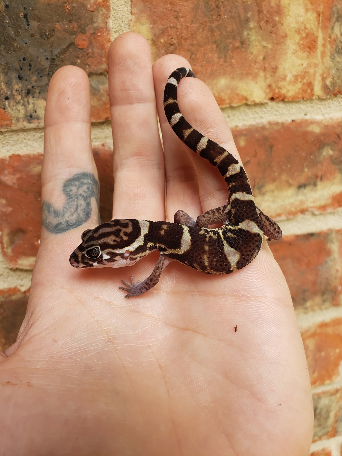 Central America Banded Gecko 1.1 More Gecko by Ken's critters - MorphMarket