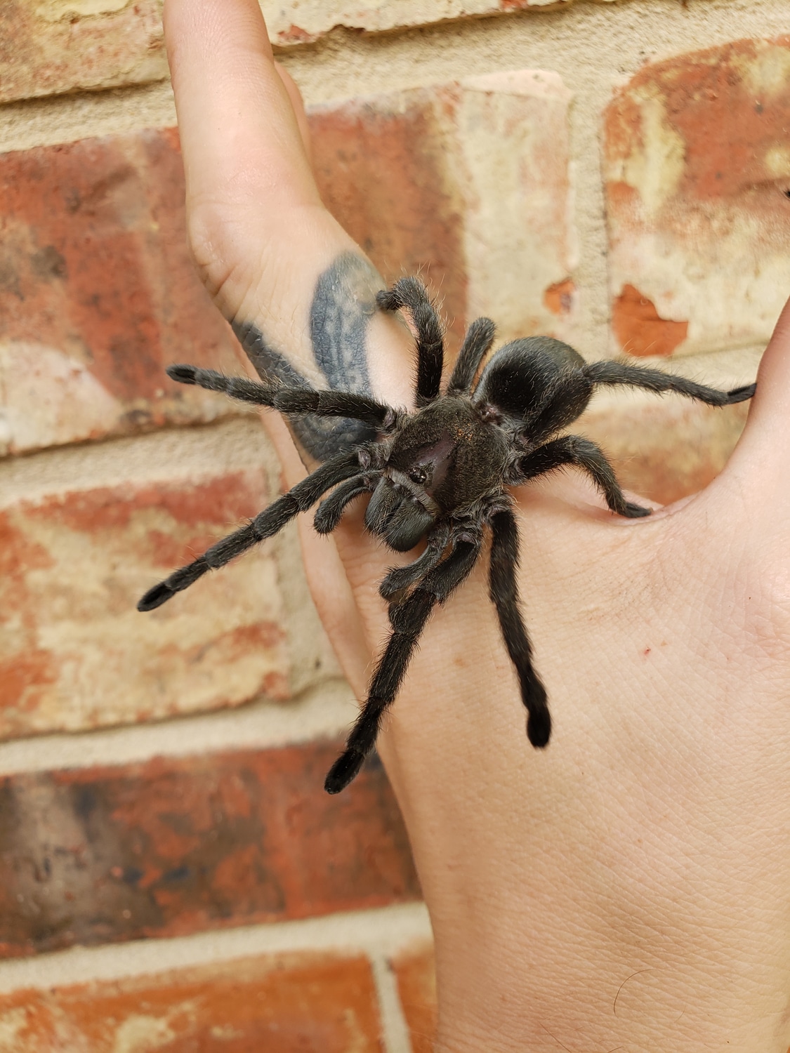 Brazilian Black(Grammostola Pulchra) Tarantula by Ken's critters ...