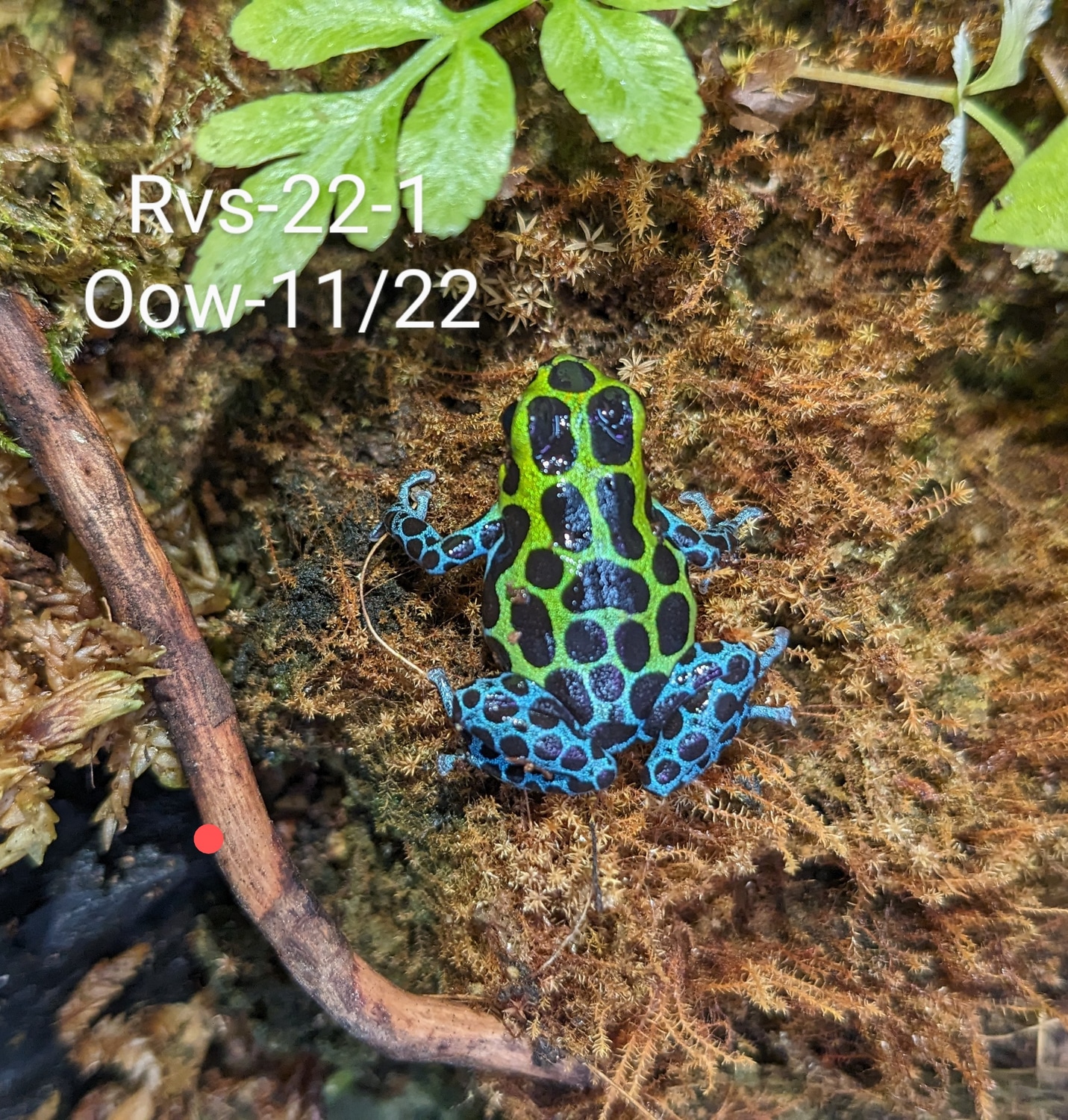 Ranitomeya Variabilis 'Southern' Other Dart Frog by Critters & Moore ...