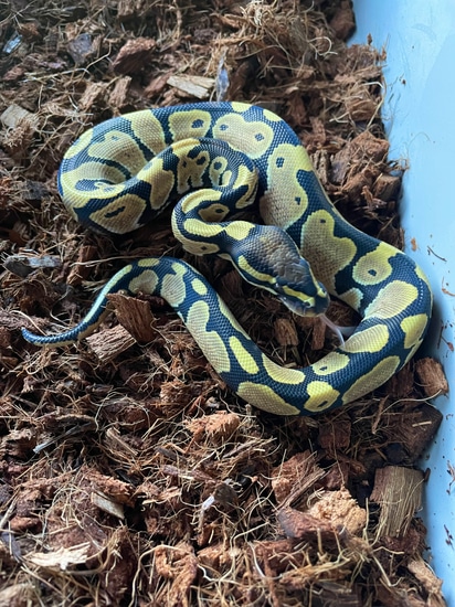 Desert Ghost Ball Python by Phil Harris reptiles