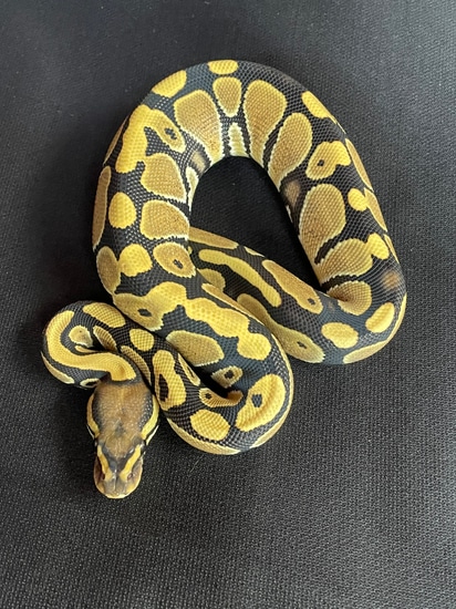 Desert Ghost Ball Python by Phil Harris reptiles