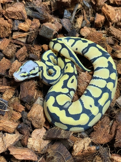 Pastel Desert Ghost Het Cryptic Ball Python by Phil Harris reptiles