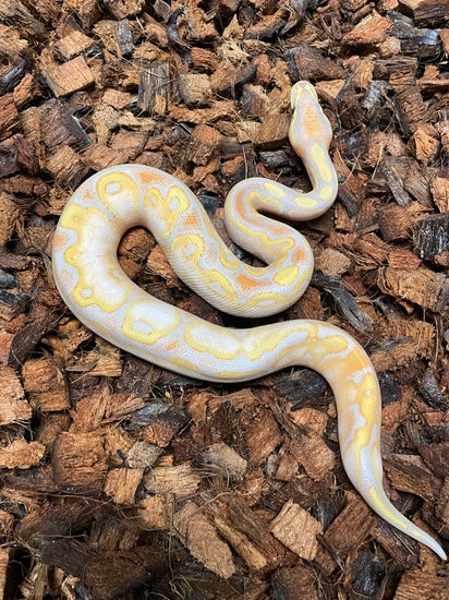 Banana Od Sugar Ball Python by Phil Harris reptiles