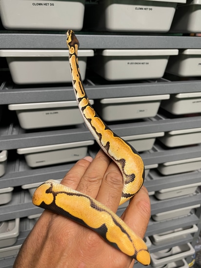 Od Sugar Ball Python by Phil Harris reptiles