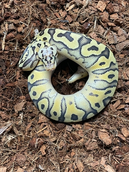 Crypton Super Pastel Het Dg Ball Python by Phil Harris reptiles
