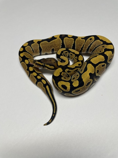 Desert Ghost 66% Het Clown Ball Python by Phil Harris reptiles