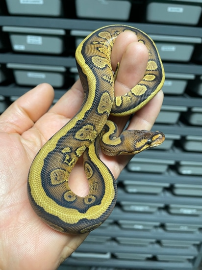 Red Stripe Yb Het Gs Dg Clown Ball Python by Phil Harris reptiles
