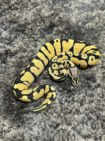 Pastel Dg Ball Python by Phil Harris reptiles