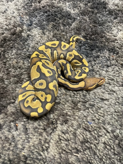24 Hypo Rs Chocolate Het Dg Clown Ball Python by Phil Harris reptiles