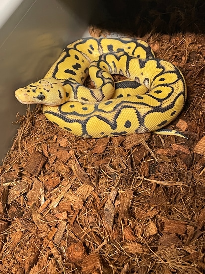 Pastel Dg Clown Ball Python by Phil Harris reptiles