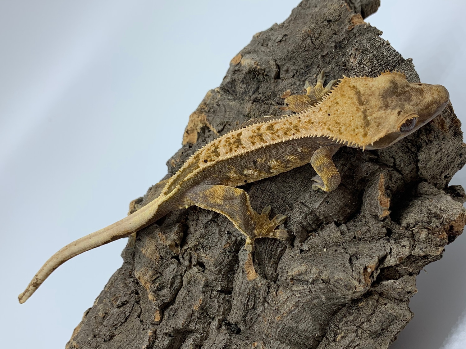 Partial Pinstripe Harlequin Crested Gecko by Carolina Arboreals ...