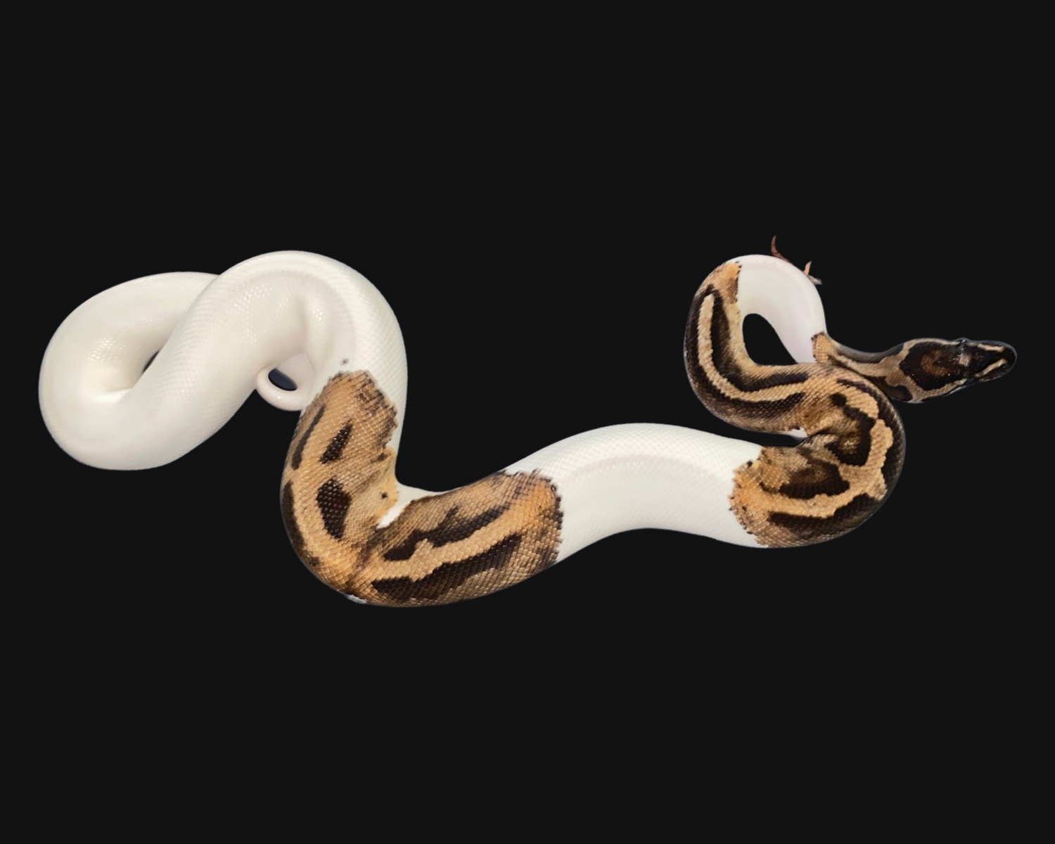 Pied Ball Python by Crm Reptiles - MorphMarket