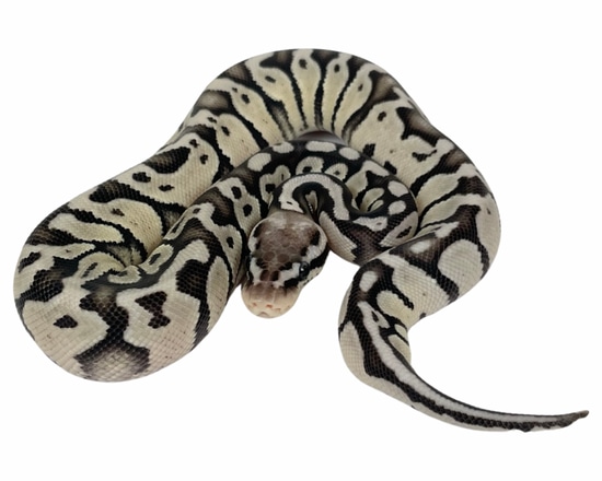 Super Pastel VPI Axanthic- Free Shipping Ball Python by Crm Reptiles