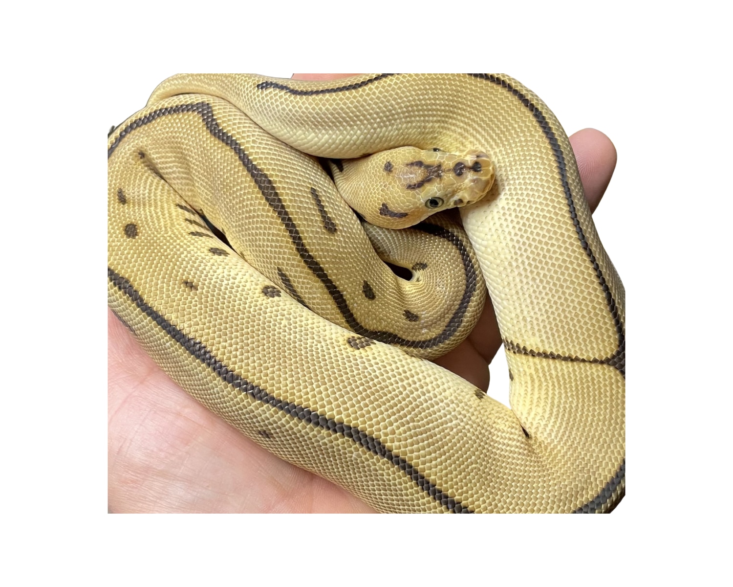 Spider Leopard Clown Ball Python by Crm Reptiles - MorphMarket