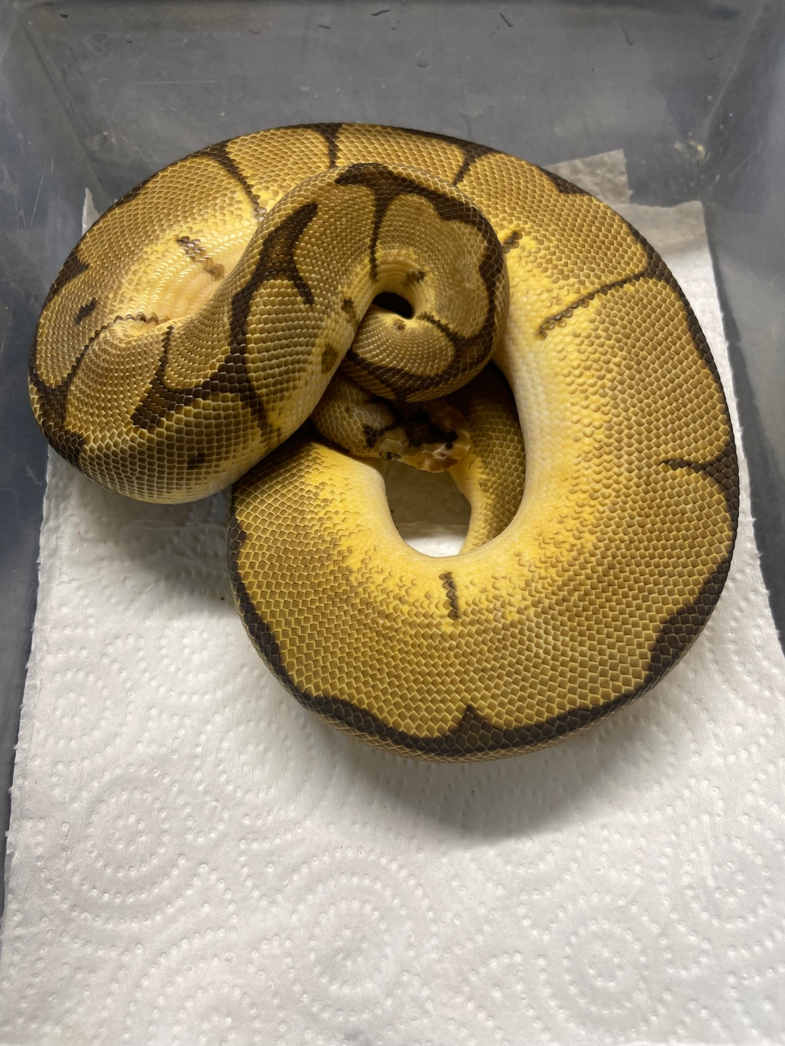 Spider Clown Ball Python by Crm Reptiles - MorphMarket