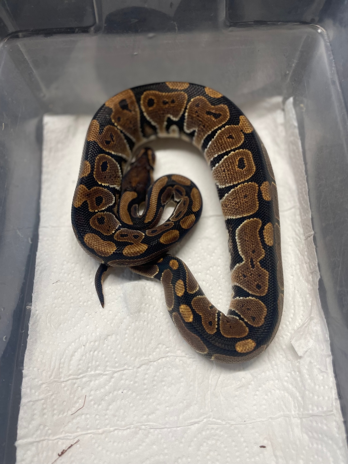 Huffman Ball Python by Crm Reptiles - MorphMarket