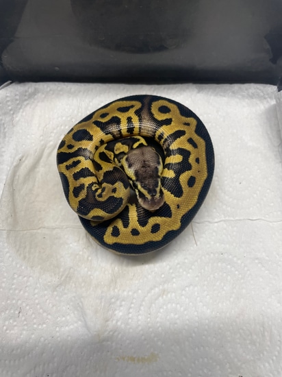 Pastel Leopard 100% Het Clown 50% Het VPI Axanthic Ball Python by Crm ...