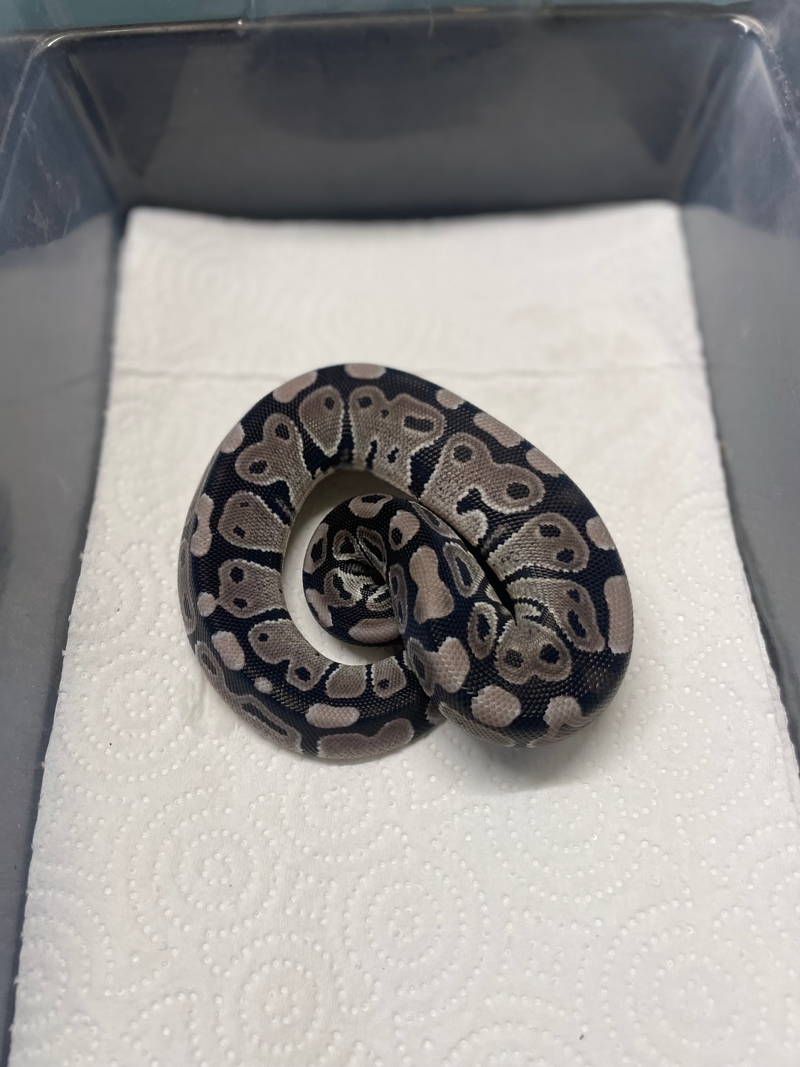 VPI Axanthic 100% Het Pied Ball Python by Crm Reptiles - MorphMarket