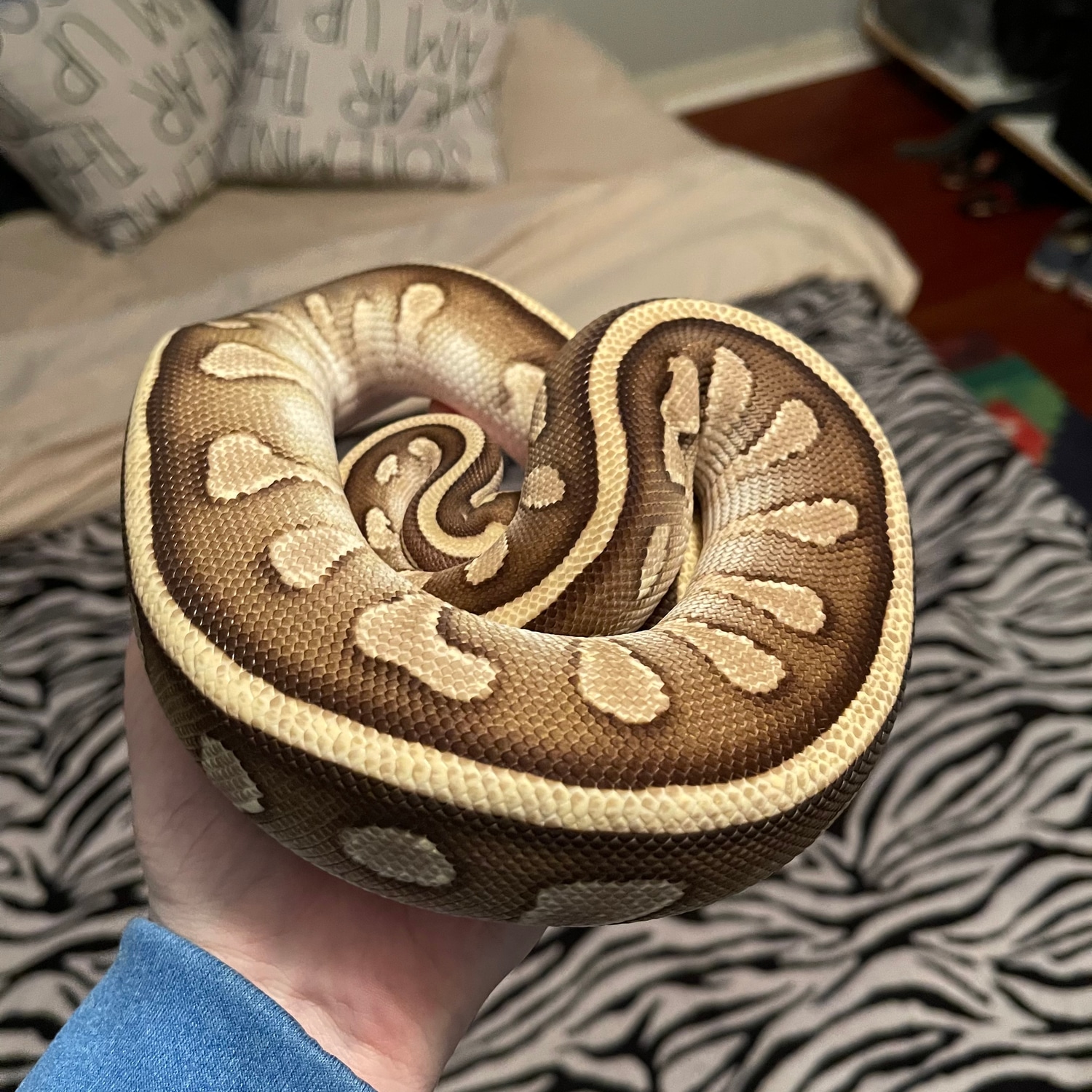 Blackhead Pastel Leopard Ball Python by Soul-Less Exotics - MorphMarket