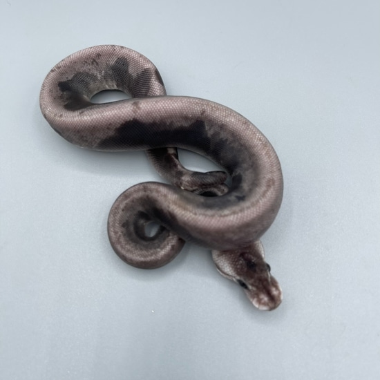 Silver Bullet Ball Python by Soul-Less Exotics