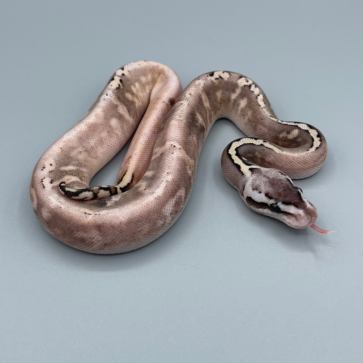 Super Pastel GHI Calico Yellow Belly Ball Python by Soul-Less Exotics ...
