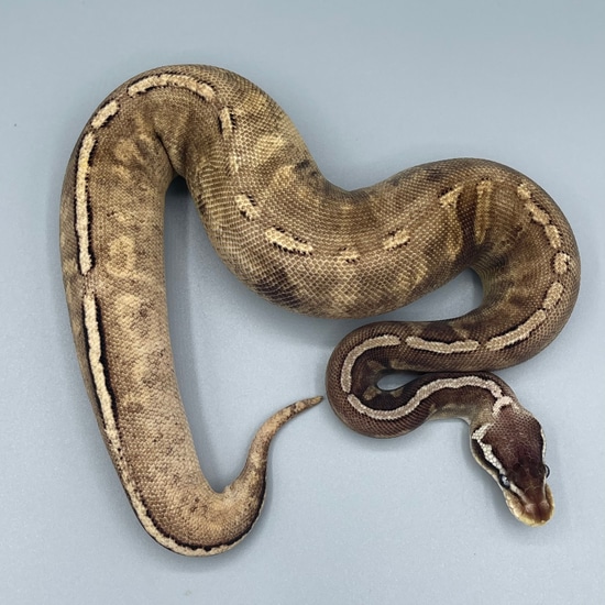 GHI Pastel Cinnamon Orange Belly Ball Python by Soul-Less Exotics