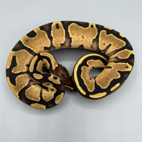 Fire 100% Het Pied 50% Het Clown Ball Python by Soul-Less Exotics