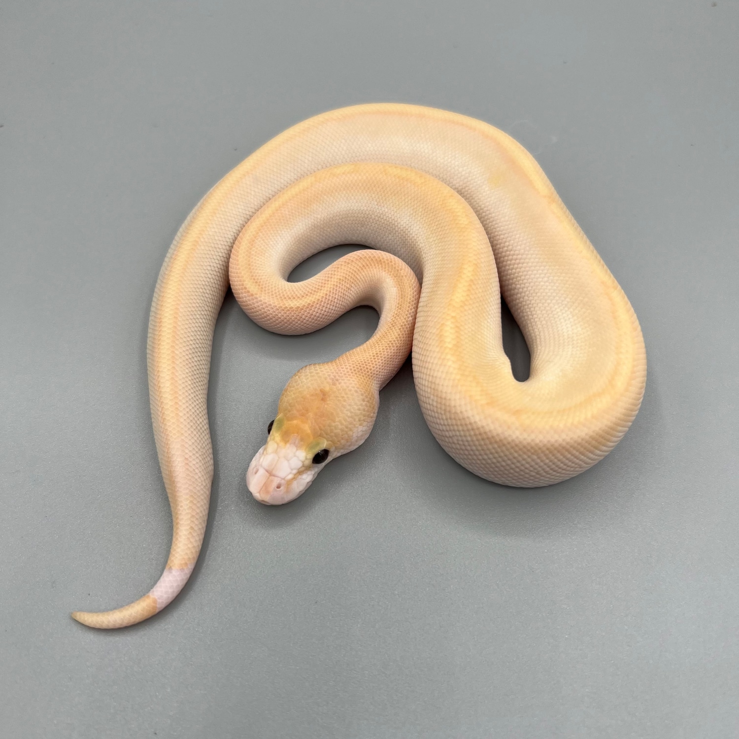 Banana Champagne Lesser Ball Python by Soul-Less Exotics - MorphMarket