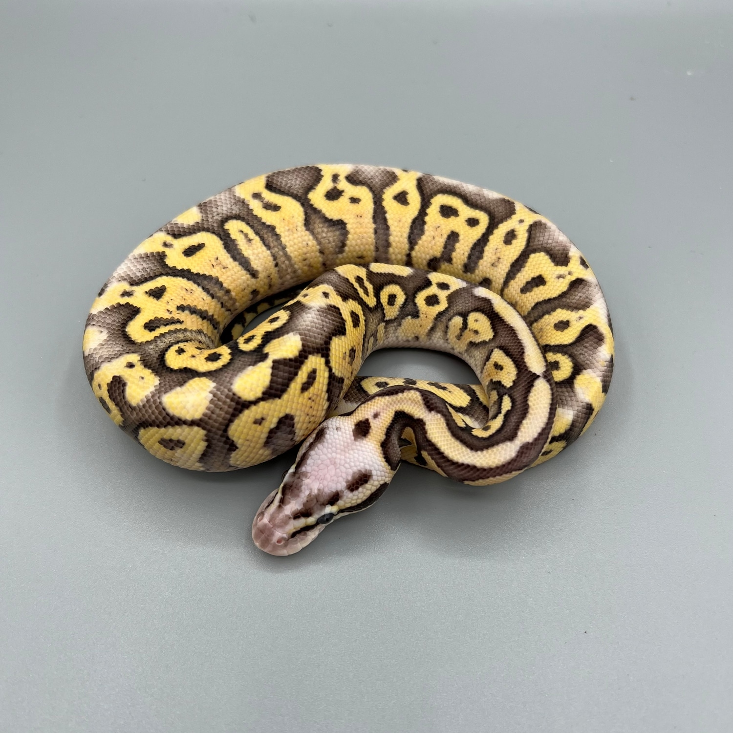VETERANS DAY DISCOUNT Killer Vanilla Het Desert Ghost Ball Python by ...