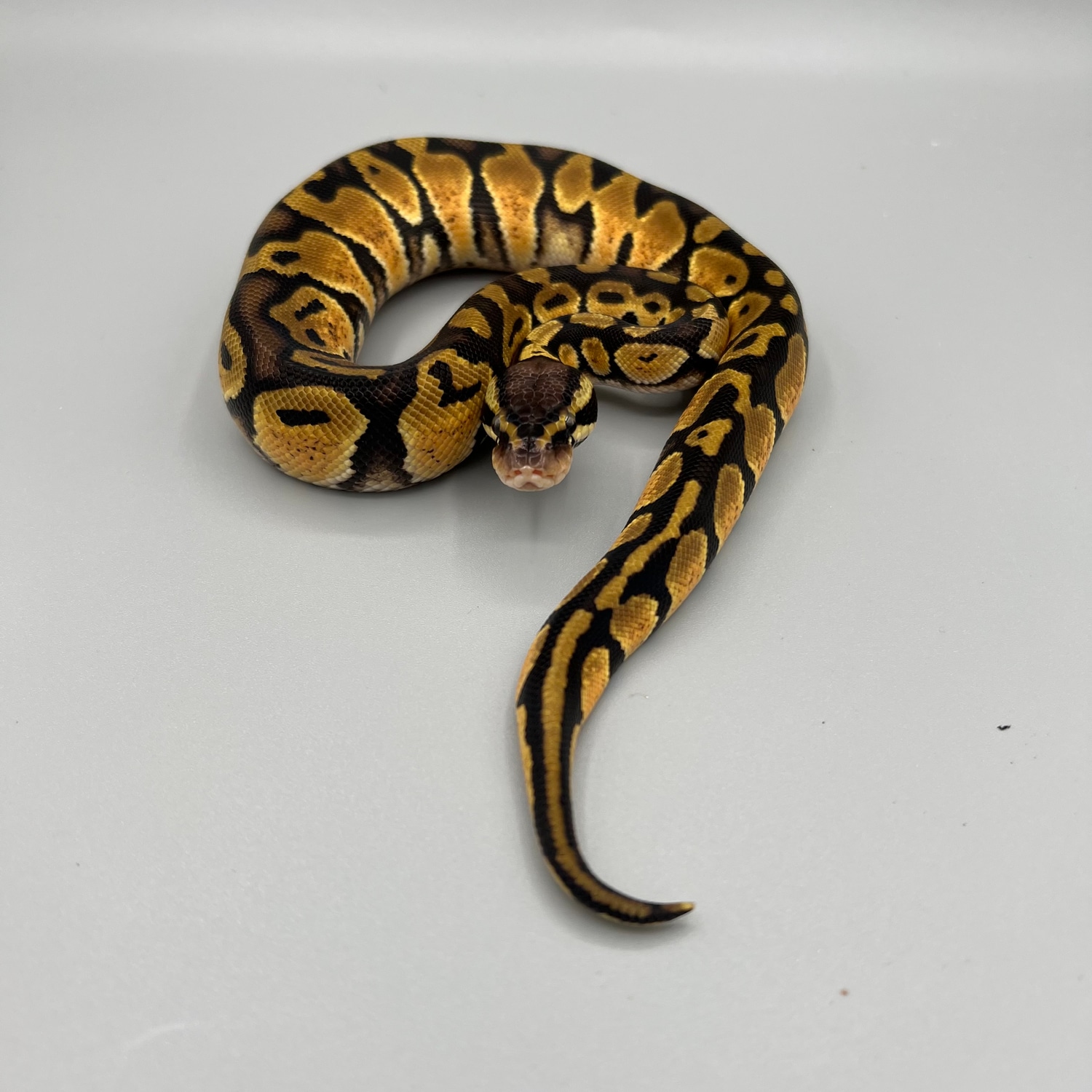 VETERANS DAY DISCOUNT Pastel Het Desert Ghost Ball Python by Soul-Less ...