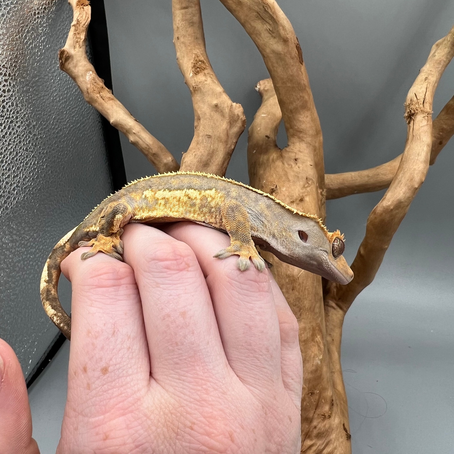 Frosty Tips Broken Quad Stripe Crested Gecko by Soul-Less Exotics ...