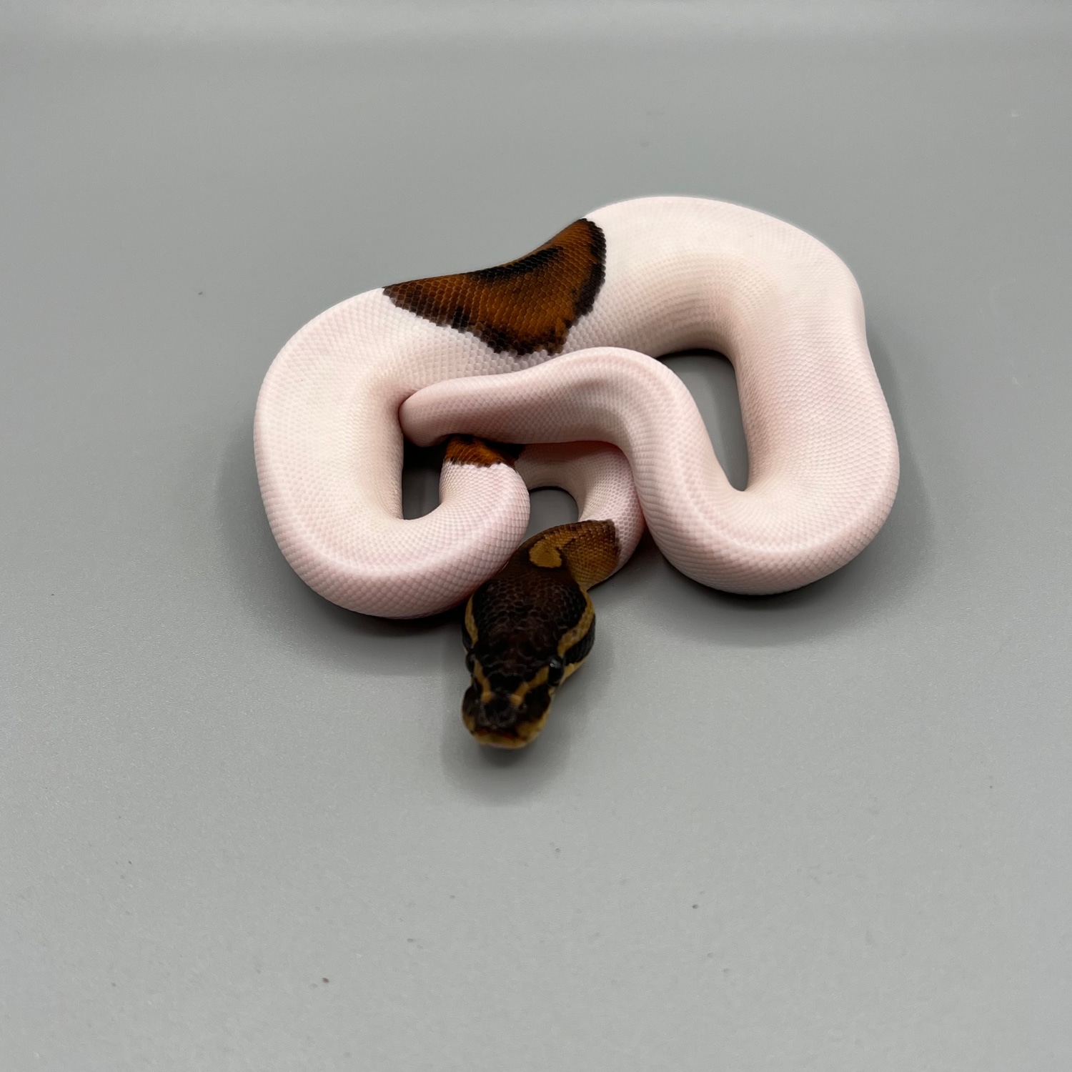 Black Pastel Piebald Ball Python by Soul-Less Exotics - MorphMarket