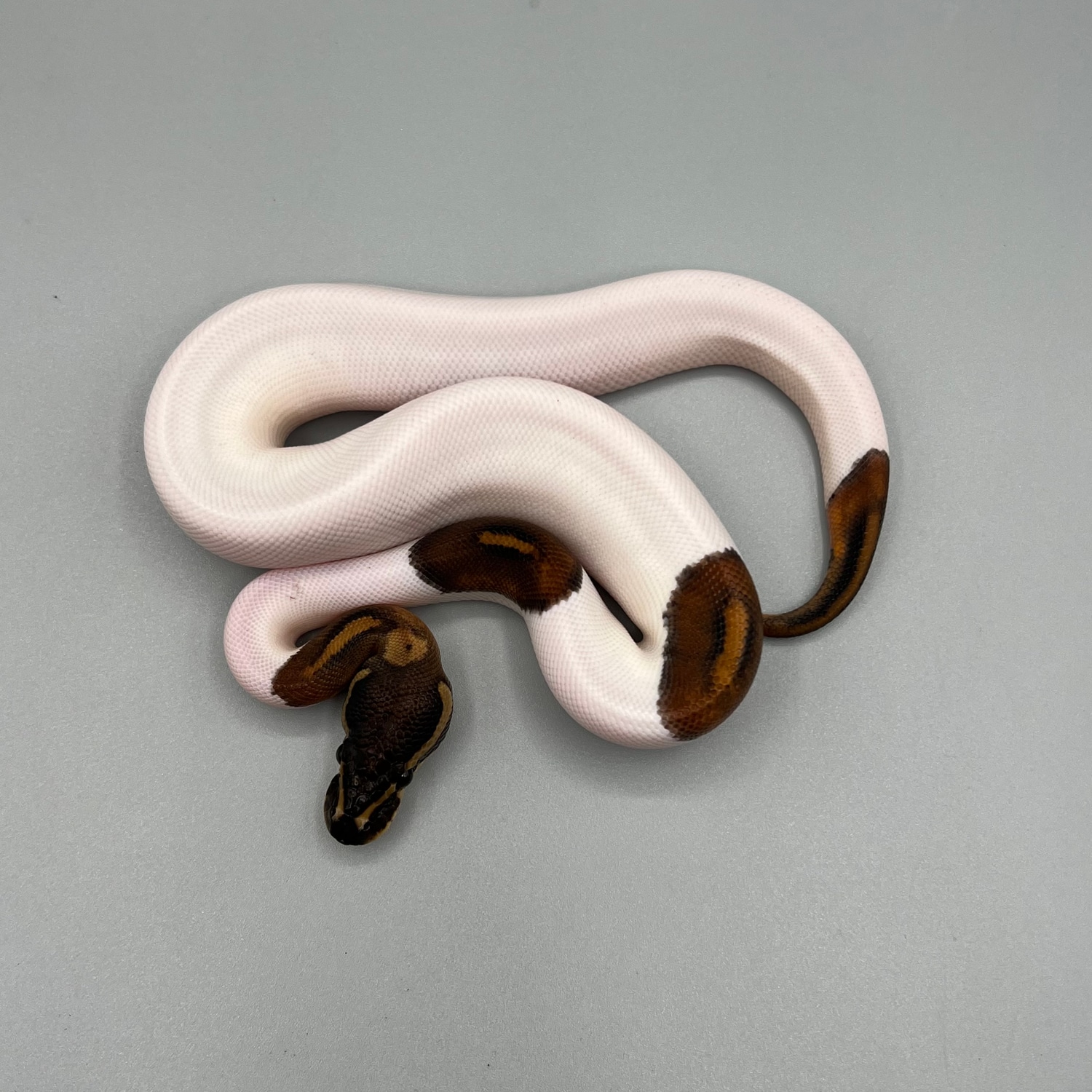 Black Pastel Piebald Ball Python by Soul-Less Exotics - MorphMarket