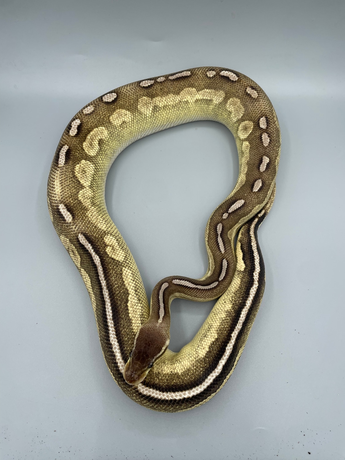 Pewter Wookie Ball Python by Soul-Less Exotics - MorphMarket
