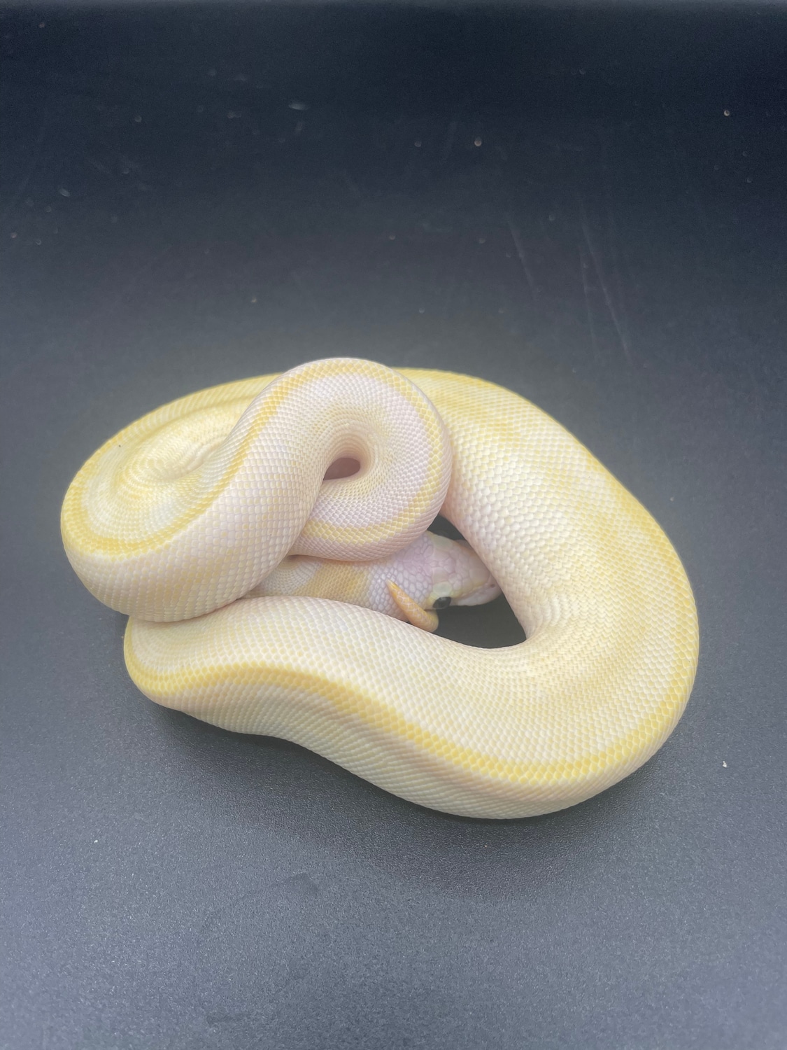 Ivory Dragonfly Ball Python by Soul-Less Exotics - MorphMarket