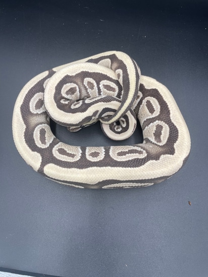 Specter Desert Ghost Het Cryptic Ball Python by Soul-Less Exotics