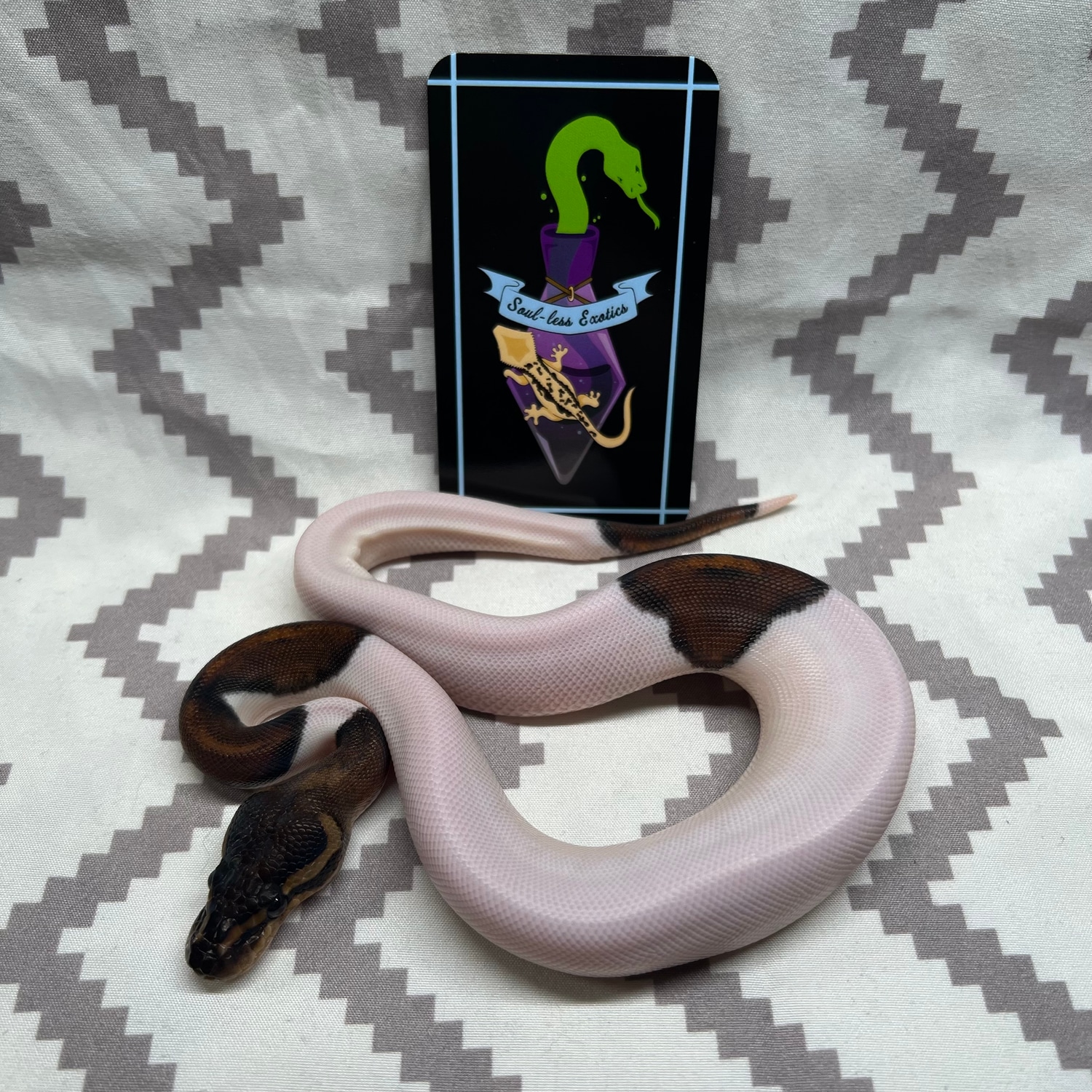 Black Pastel Pied Ball Python by Soul-Less Exotics - MorphMarket