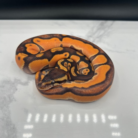 Scrambler Super Orange Dream Black Pastel YB Ball Python by Soul-Less ...