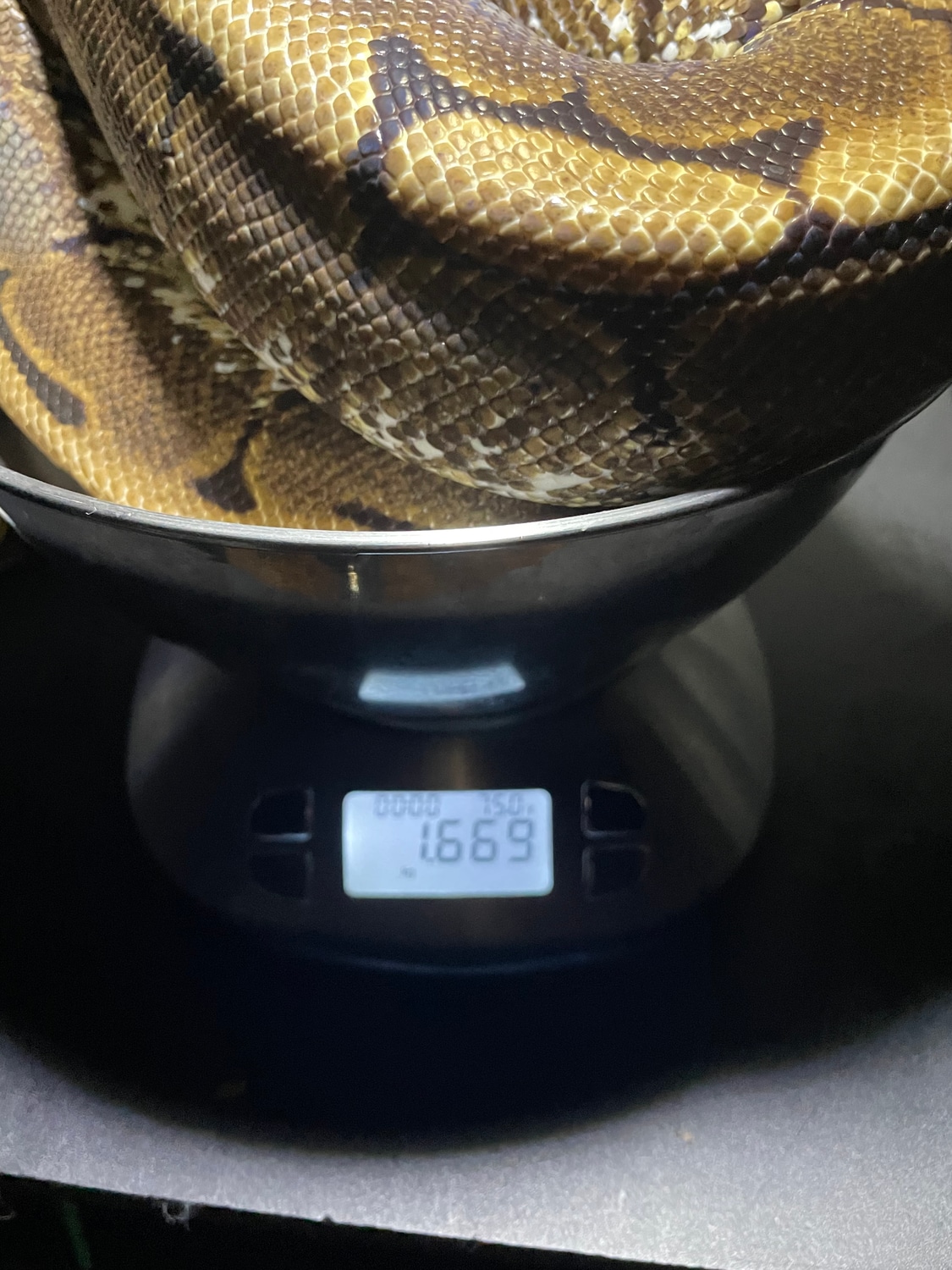 Spider Ball Python by Brew city morphs - MorphMarket