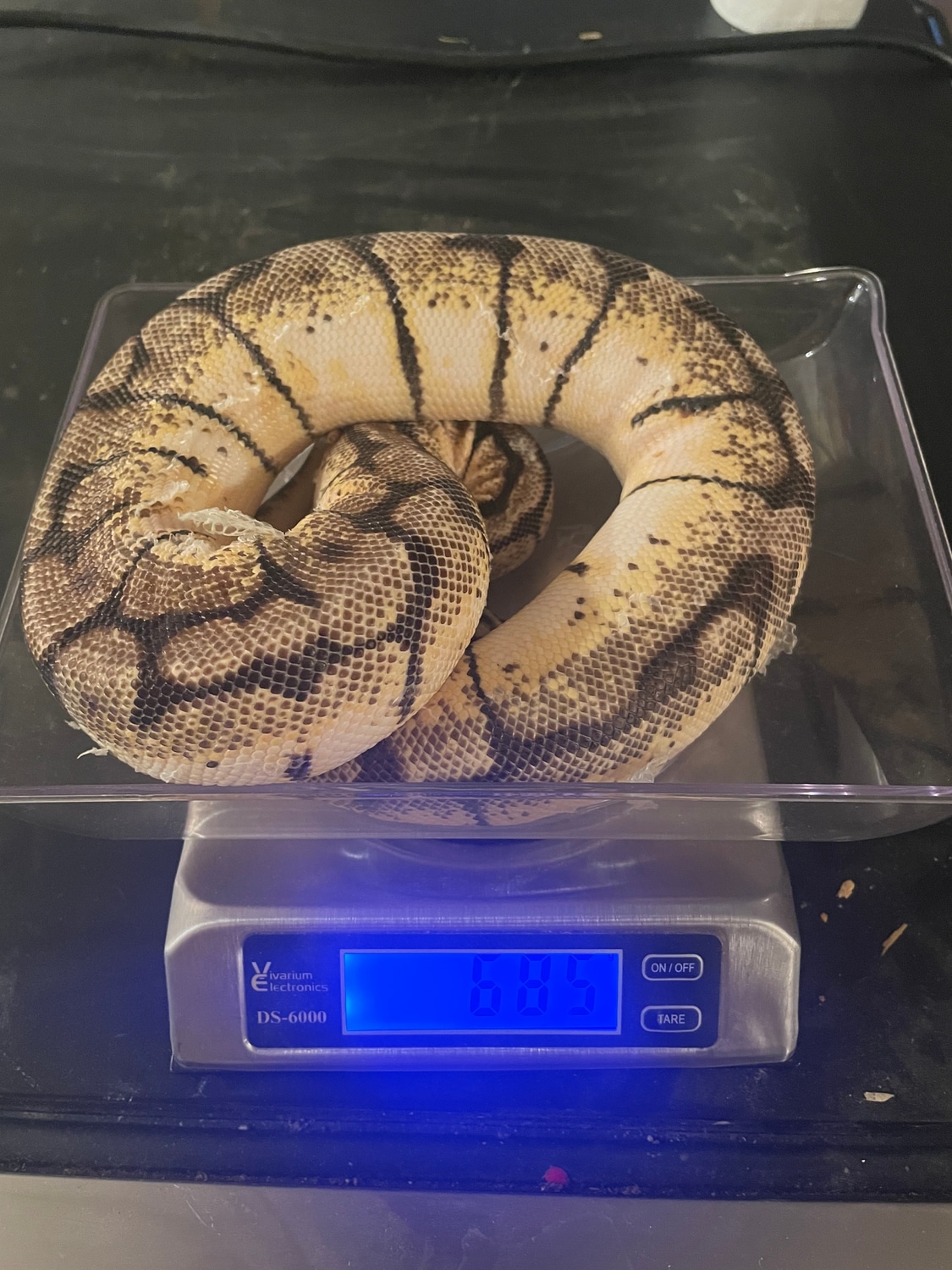 Bumblebee Ball Python by Brew city morphs - MorphMarket